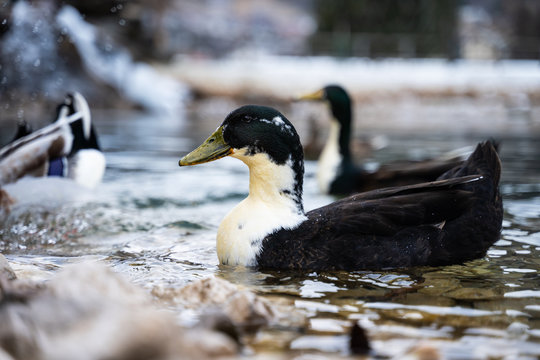 35 BEST Fances IMAGES, STOCK PHOTOS & VECTORS | Adobe Stock