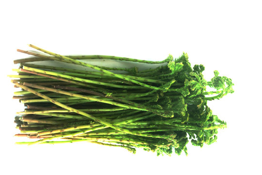 รูปภาพMicrophyll – เลือกดูภาพถ่ายสต็อก เวกเตอร์ และวิดีโอ14,393 | Adobe ...