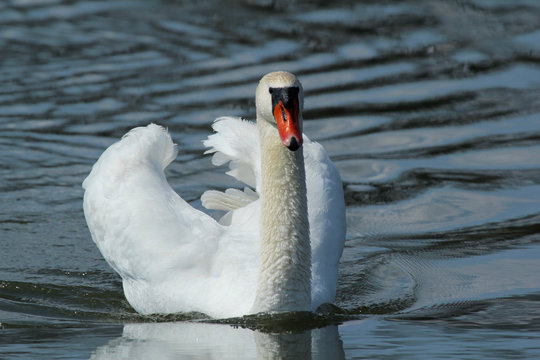 Labut Images – Browse 83 Stock Photos, Vectors, and Video | Adobe Stock