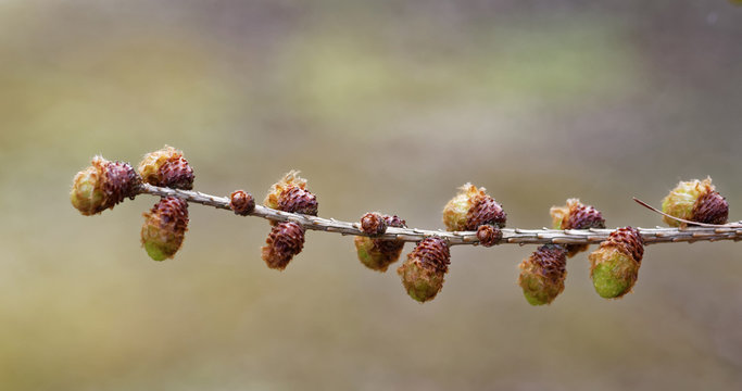 รูปภาพMicrostrobilus – เลือกดูภาพถ่ายสต็อก เวกเตอร์ และวิดีโอ208 ...