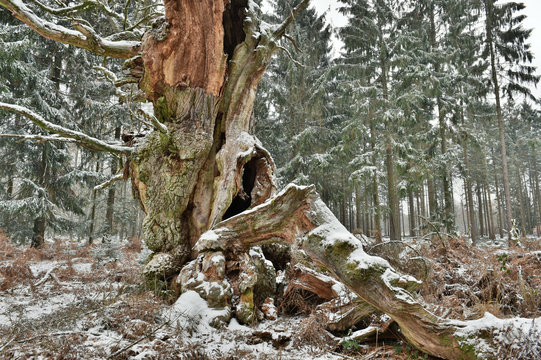 Huteeiche Bilder – Durchsuchen 84 Archivfotos, Vektorgrafiken und ...