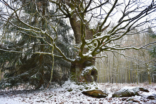 รูปภาพTraubeneiche – เลือกดูภาพถ่ายสต็อก เวกเตอร์ และวิดีโอ100 | Adobe ...