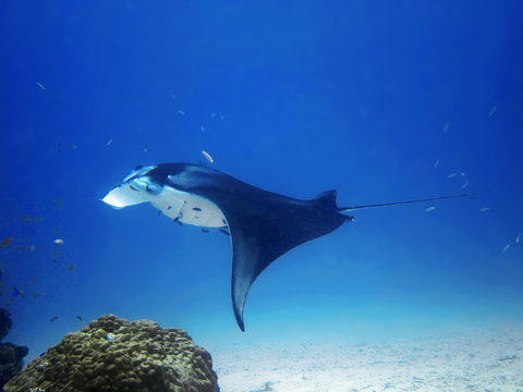 Riesenmanta Bilder – Durchsuchen 3,646 Archivfotos, Vektorgrafiken und ...