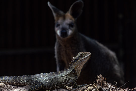 Imagens de Lizzard – Explore Fotografias do Stock, Vetores e Vídeos de ...