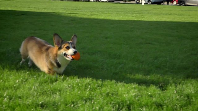 Corgy Bilder – Durchsuchen 291 Archivfotos, Vektorgrafiken und Videos ...