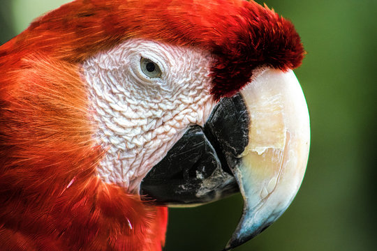 Imágenes de Cotorro: descubre bancos de fotos, ilustraciones, vectores ...