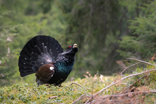 Fluchttier Bilder – Durchsuchen 24,315 Archivfotos, Vektorgrafiken und ...
