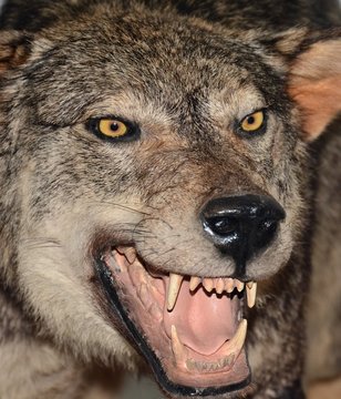 รูปภาพLobo – เลือกดูภาพถ่ายสต็อก เวกเตอร์ และวิดีโอ4,266 | Adobe Stock