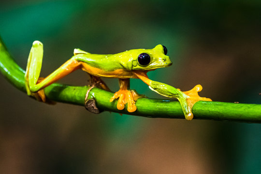 Hylidae Images – Browse 46 Stock Photos, Vectors, and Video | Adobe Stock