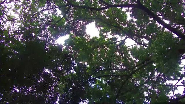 "Hugging Tree" Bilder – Durchsuchen 127 Archivfotos, Vektorgrafiken und ...