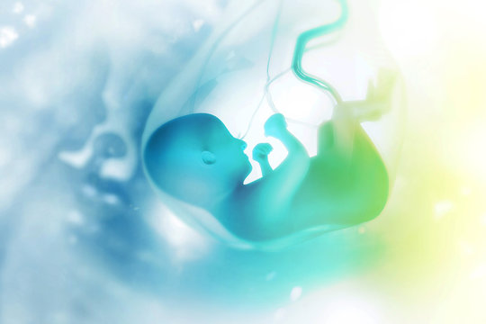 "Human Fetus" Images – Browse 77,294 Stock Photos, Vectors, and Video ...