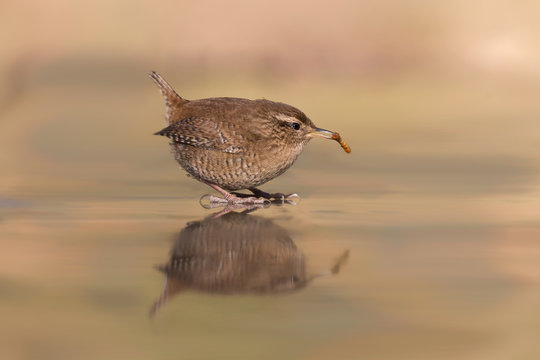 Pattina Images – Browse 226 Stock Photos, Vectors, and Video | Adobe Stock