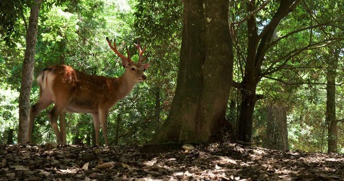 Nara Deer"」の写真素材 | 1,600件の無料イラスト画像 | Adobe Stock