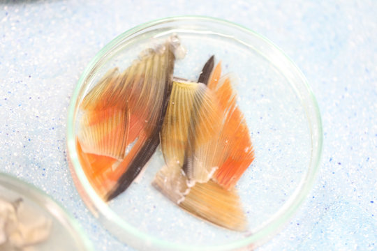 รูปภาพMonogenean – เลือกดูภาพถ่ายสต็อก เวกเตอร์ และวิดีโอ98 | Adobe Stock