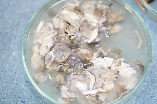 รูปภาพMonogenean – เลือกดูภาพถ่ายสต็อก เวกเตอร์ และวิดีโอ98 | Adobe Stock