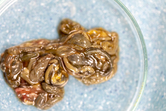 รูปภาพMonogenean – เลือกดูภาพถ่ายสต็อก เวกเตอร์ และวิดีโอ98 | Adobe Stock