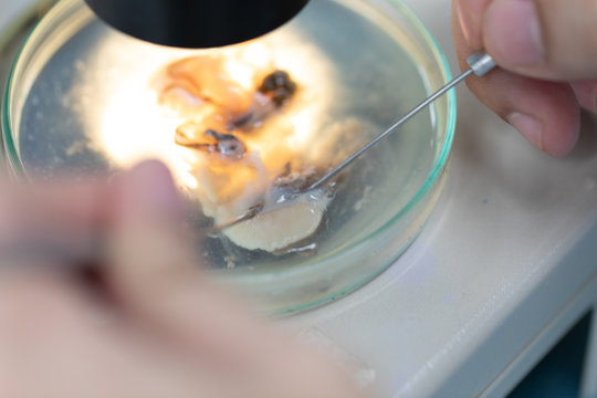 รูปภาพMonogenean – เลือกดูภาพถ่ายสต็อก เวกเตอร์ และวิดีโอ98 | Adobe Stock