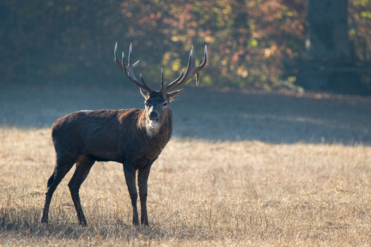 Rotwild Bilder – Durchsuchen 10,940 Archivfotos, Vektorgrafiken und ...