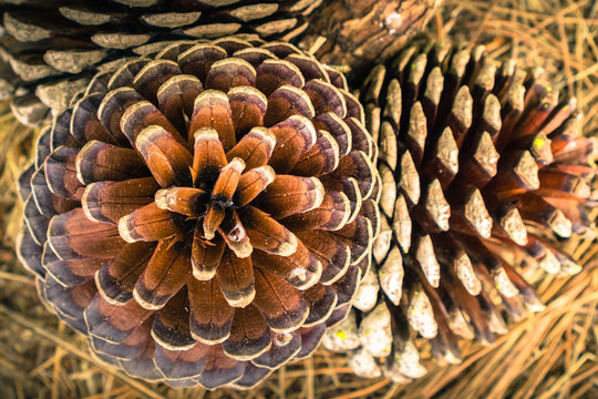 รูปภาพPinecone – เลือกดูภาพถ่ายสต็อก เวกเตอร์ และวิดีโอ1,194,841 | Adobe Stock