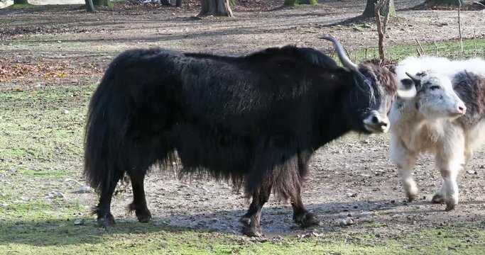 "Bos Mutus" Images – Browse 49,215 Stock Photos, Vectors, and Video ...