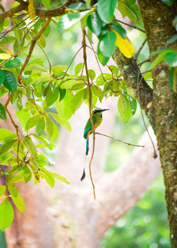 Guardabarranco Images – Browse 379 Stock Photos, Vectors, and Video ...