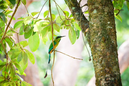 Guardabarranco Bilder – Durchsuchen 333 Archivfotos, Vektorgrafiken und ...