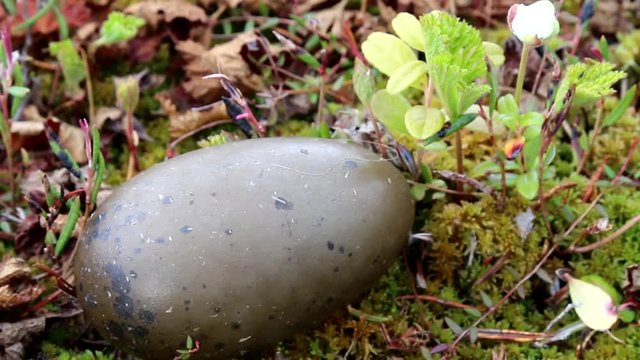 Spindle-Shaped Images – Browse 648 Stock Photos, Vectors, and Video ...