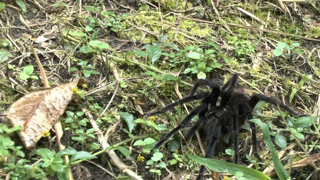 Arachnomorpha Bilder – Durchsuchen 53 Archivfotos, Vektorgrafiken und ...
