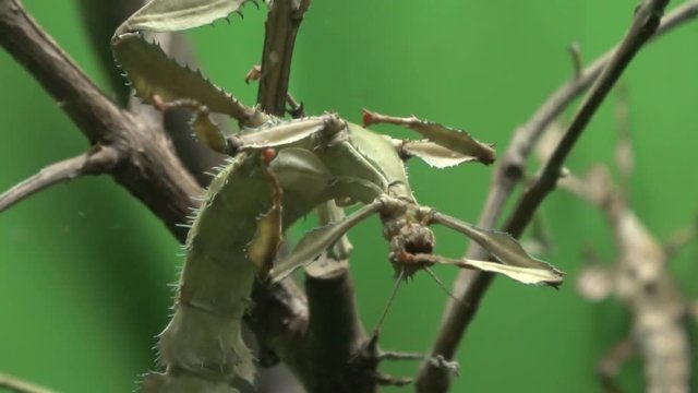 Phasmids Images – Parcourir 1,314 le catalogue de photos, vecteurs et ...