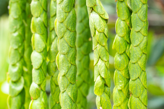 「Phyllodium」の画像 - 27 件の Stock 写真、ベクターおよびビデオ | Adobe Stock