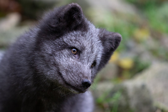 Schneefuchs Images – Browse 49 Stock Photos, Vectors, and Video | Adobe ...