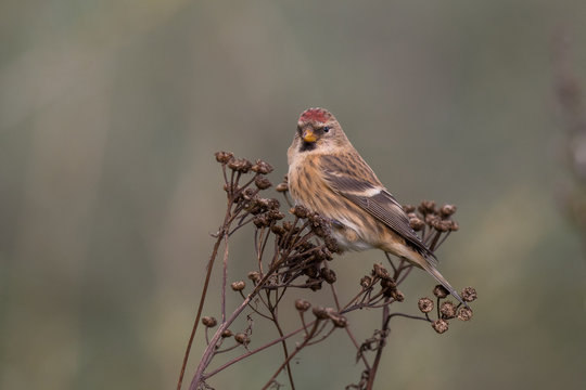 Redpol Bilder – Durchsuchen 110 Archivfotos, Vektorgrafiken und Videos ...