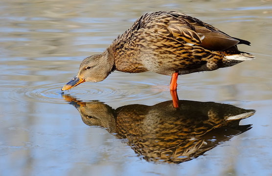 Schnattert Bilder – Durchsuchen 848 Archivfotos, Vektorgrafiken und Videos | Adobe Stock