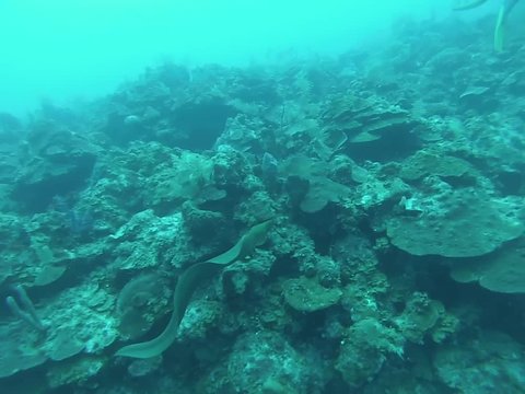 Moreia Images – Browse 61 Stock Photos, Vectors, and Video | Adobe Stock