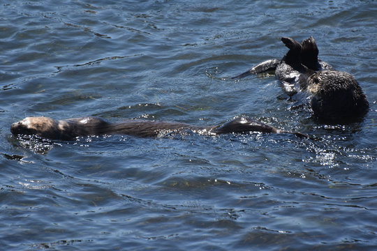 Baby-Animal bilder – Bläddra bland 194 stockfoton, vektorer och videor ...