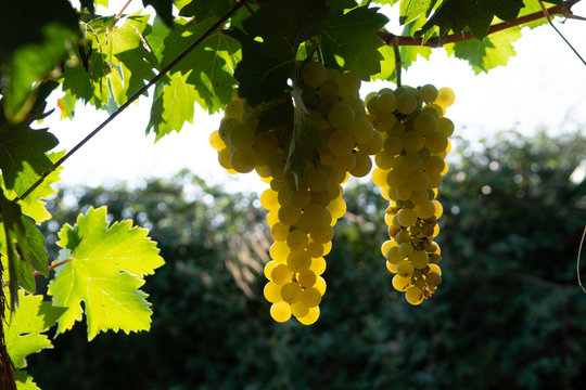 รูปภาพFrontignan – เลือกดูภาพถ่ายสต็อก เวกเตอร์ และวิดีโอ788 | Adobe Stock