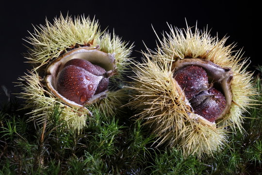 รูปภาพEdelkastanien – เลือกดูภาพถ่ายสต็อก เวกเตอร์ และวิดีโอ1,098 ...