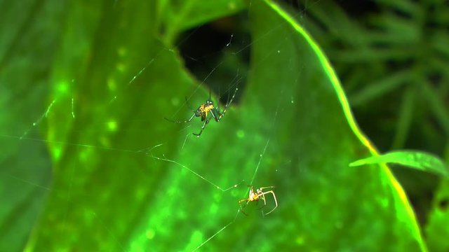 Arachnomorpha 影像 – 瀏覽 62 個素材庫相片、向量圖和影片 | Adobe Stock