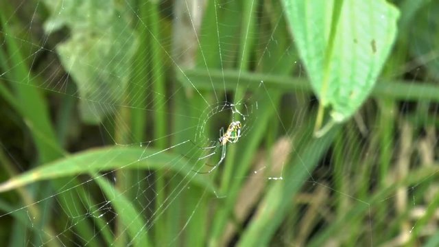 Arachnomorpha Bilder – Durchsuchen 53 Archivfotos, Vektorgrafiken und ...