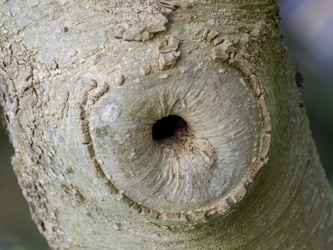 Astloch bilder – Bläddra bland 3,597 stockfoton, vektorer och videor ...