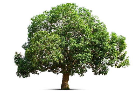 Images Tree gratuites – Parcourir 60,263 le catalogue de photos ...