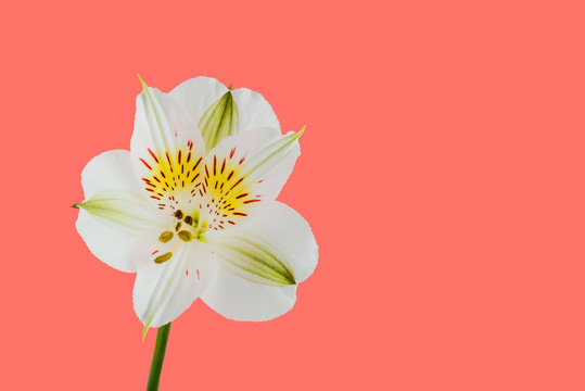 PeWi photos, images, assets | Adobe Stock