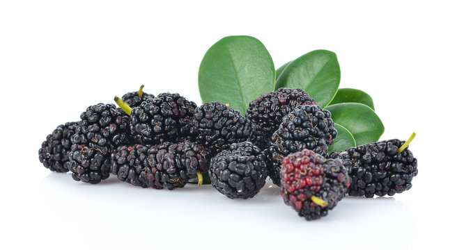 Morus 이미지 – 찾아보기 73,599 스톡 사진, 벡터 및 비디오 | Adobe Stock