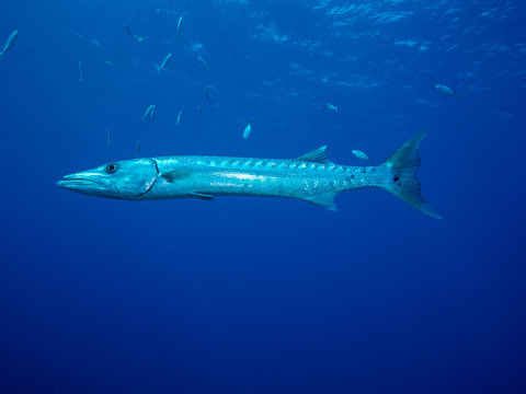 Barrakuda Bilder – Durchsuchen 11,770 Archivfotos, Vektorgrafiken und ...