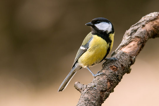 รูปภาพMeise – เลือกดูภาพถ่ายสต็อก เวกเตอร์ และวิดีโอ13,258 | Adobe Stock