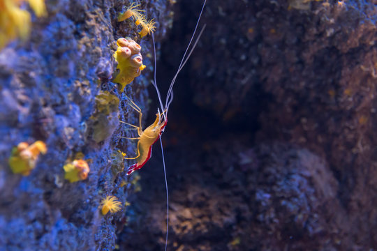 Camel-Shrimp Images – Browse 43 Stock Photos, Vectors, and Video ...