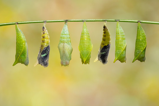 รูปภาพDoson – เลือกดูภาพถ่ายสต็อก เวกเตอร์ และวิดีโอ295 | Adobe Stock