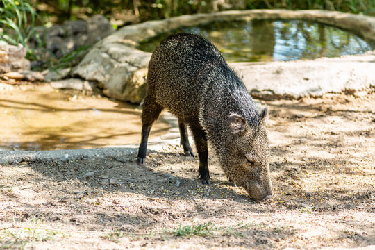 51 BEST Javalina IMAGES, STOCK PHOTOS & VECTORS | Adobe Stock