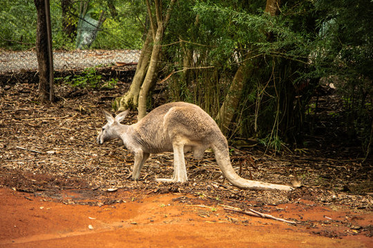 Imagens de Canguru – Explore Fotografias do Stock, Vetores e Vídeos de ...