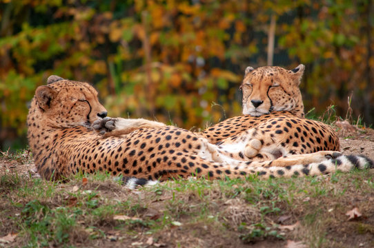 「Geparden」の写真素材 | 746件の無料イラスト画像 | Adobe Stock